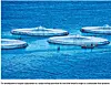 Breakthrough possible for Irish aquaculture