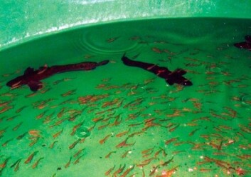 Burbot – a new candidate for cold water aquaculture