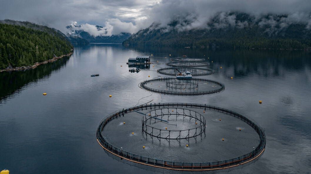 Grieg harvested 75,600 gwt of salmon in Norway and Canada last year