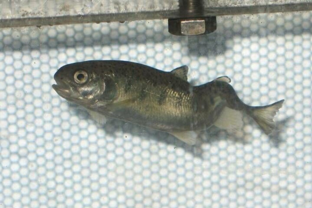 Deadly whirling disease spreads in Canada