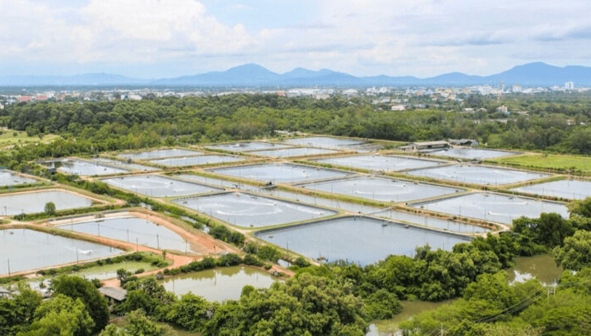 Umitron launches real-time analytics system for shrimp Umitron launches real-time analytics system for shrimp